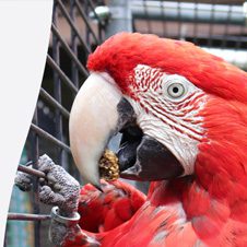 Maple Pets International Pvt Ltd – Exclusive importer for Hagen