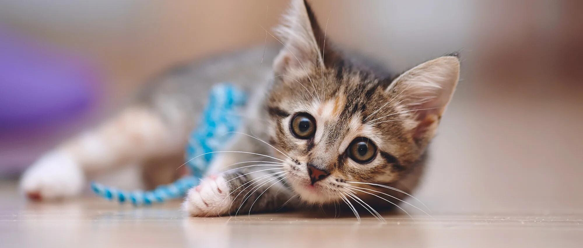 Kitten Care: A Complete Guide for New Cat Owners | Maple Pers