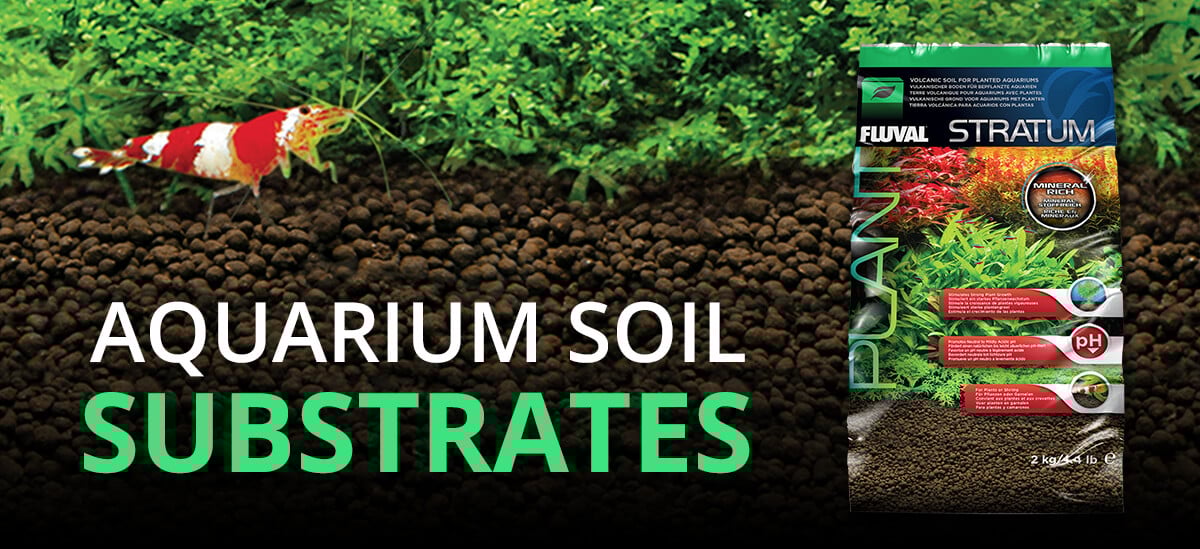 Fluval Stratum Soil: The Key to Thriving Aquatic Plants » Blog