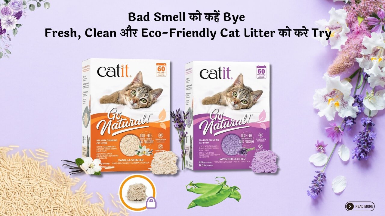 आपकी बिल्ली के लिए सबसे बढ़िया कैट लिटर – Maple Pets